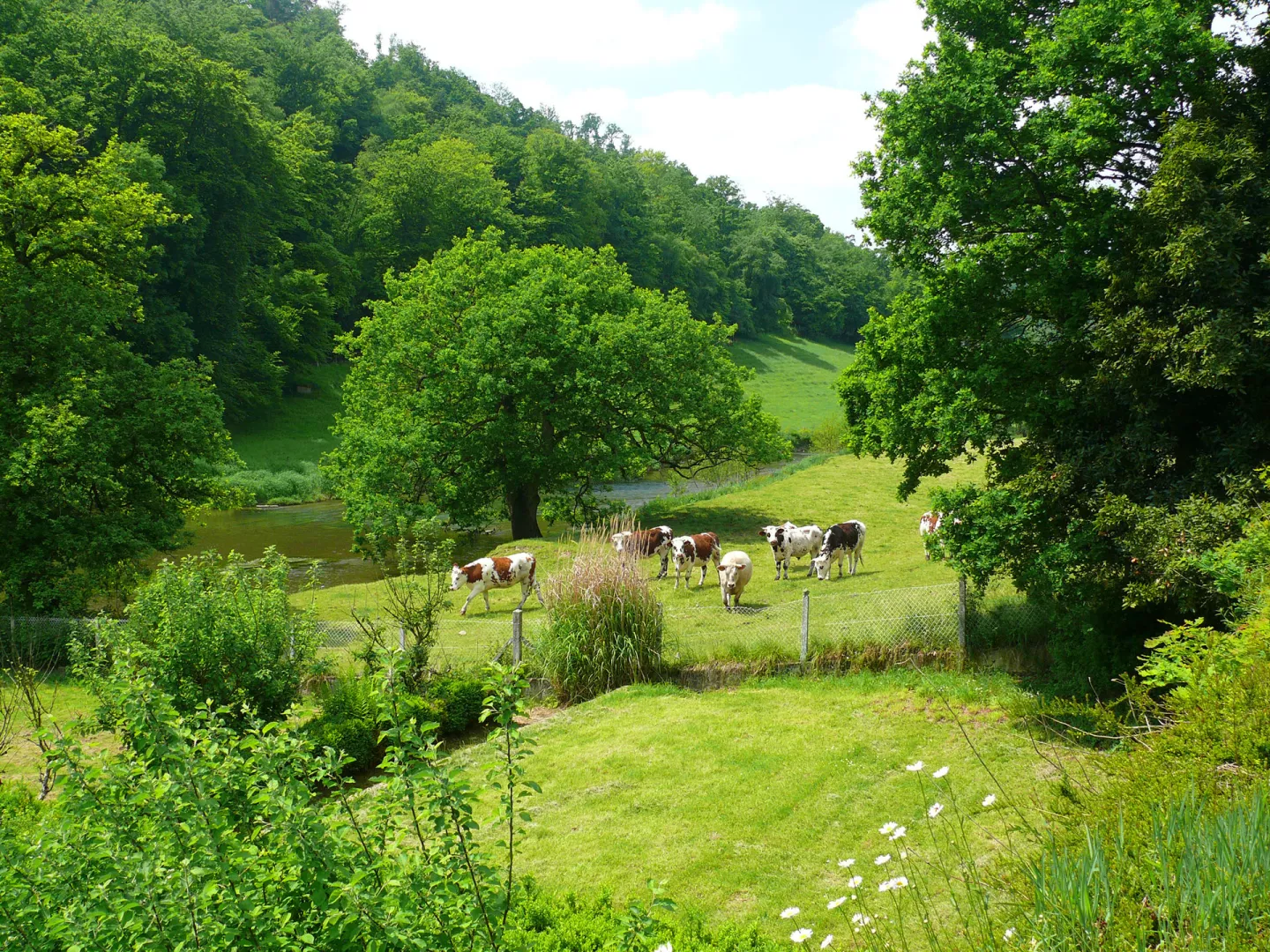 Through the Normandy bocage